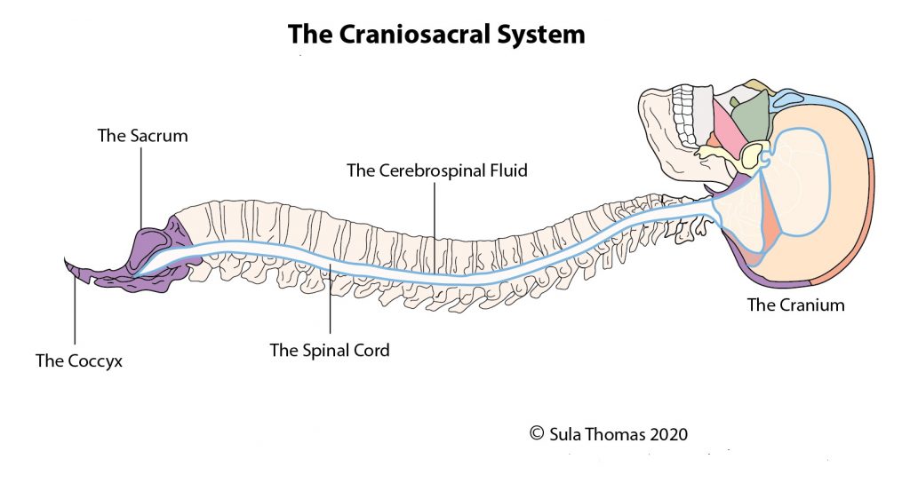 Craniosacral Therapy – Touch And Flow Bodywork